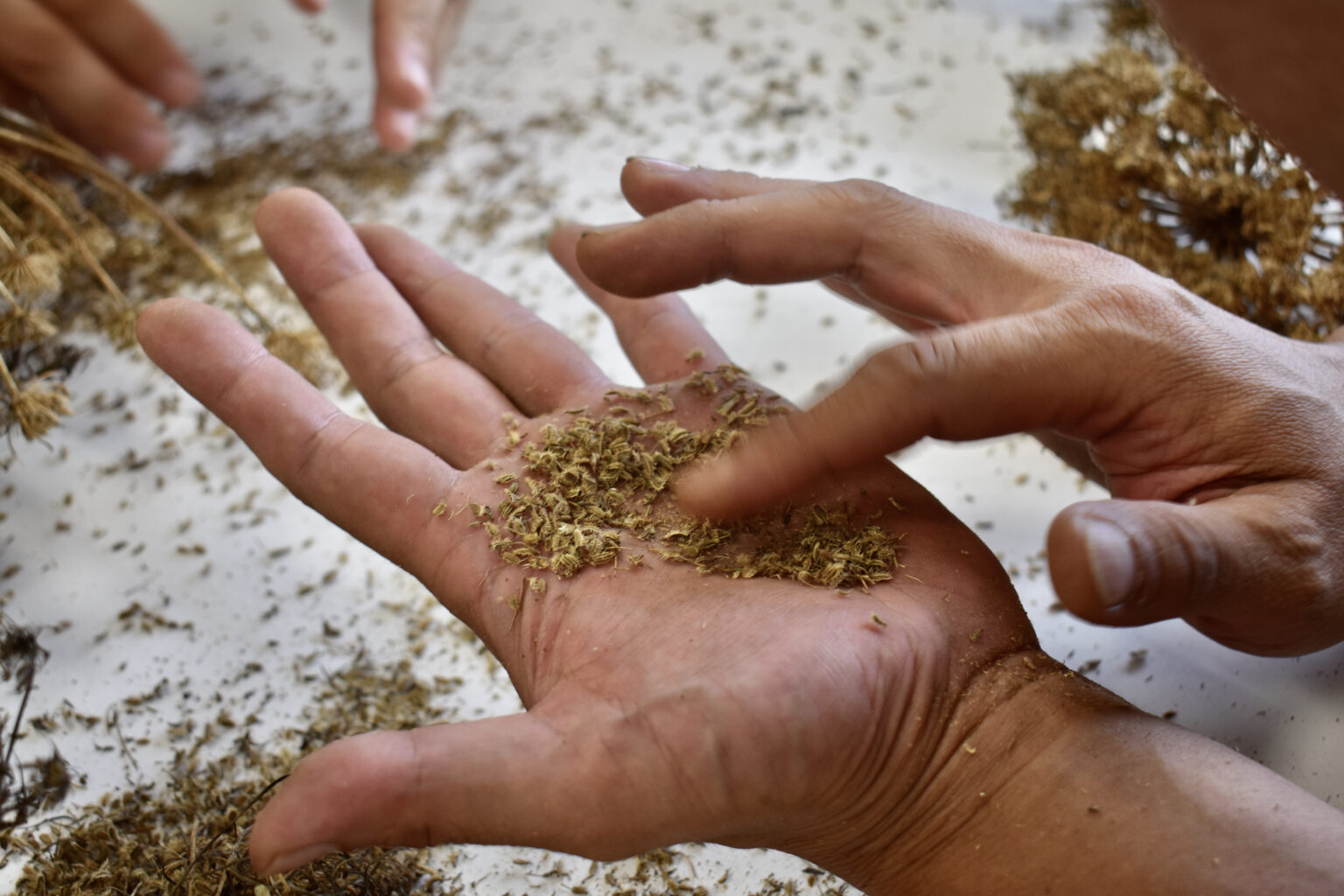 運営団体 – 有機の学校 ORGANIC SMILE