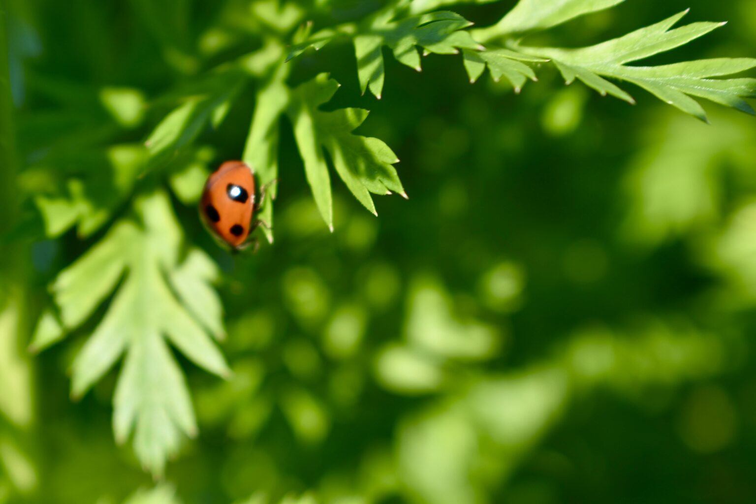 運営団体 – 有機の学校 ORGANIC SMILE
